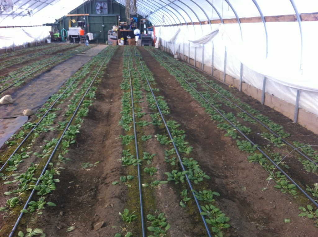 Something New/Bringing the Tropics to Vermont | Friends and Neighbors ...